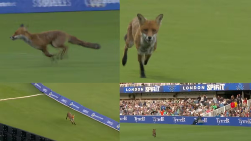 Fox Interrupts The Hundred Opener – Fox at Lord’s Cricket Ground